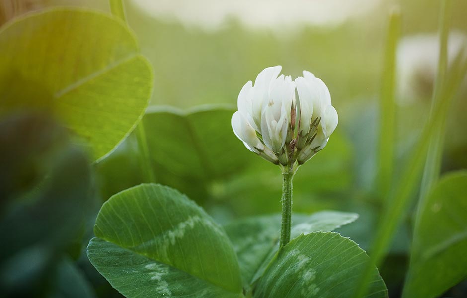 Agronomy Notes Boron Mobility In Various Plant Species Us Borax