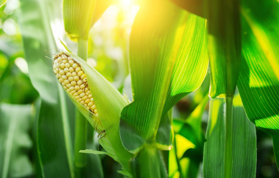 Corn Boron Applications For Increased Yields Of High Yield Field Corn
