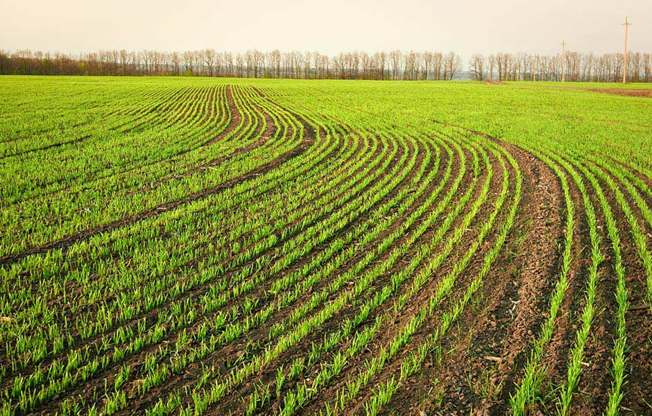 Agronomy note: Functions of boron in plant nutrition | U.S. Borax