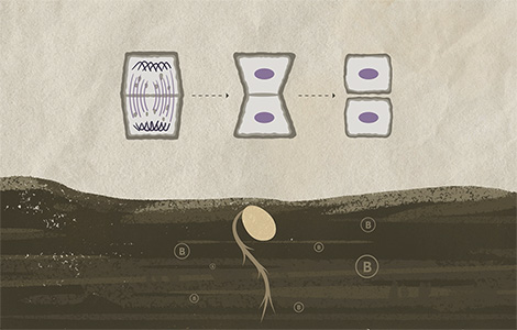 The basics of boron in agriculture (video) | U.S. Borax