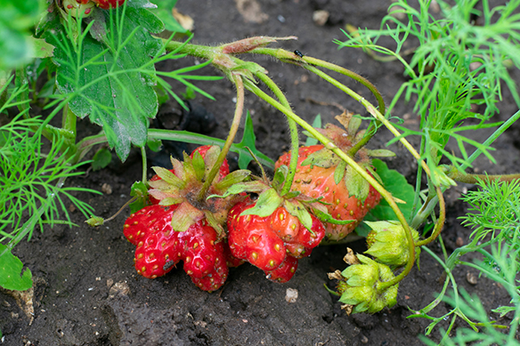Boron Deficiency in Strawberries | U.S. Borax