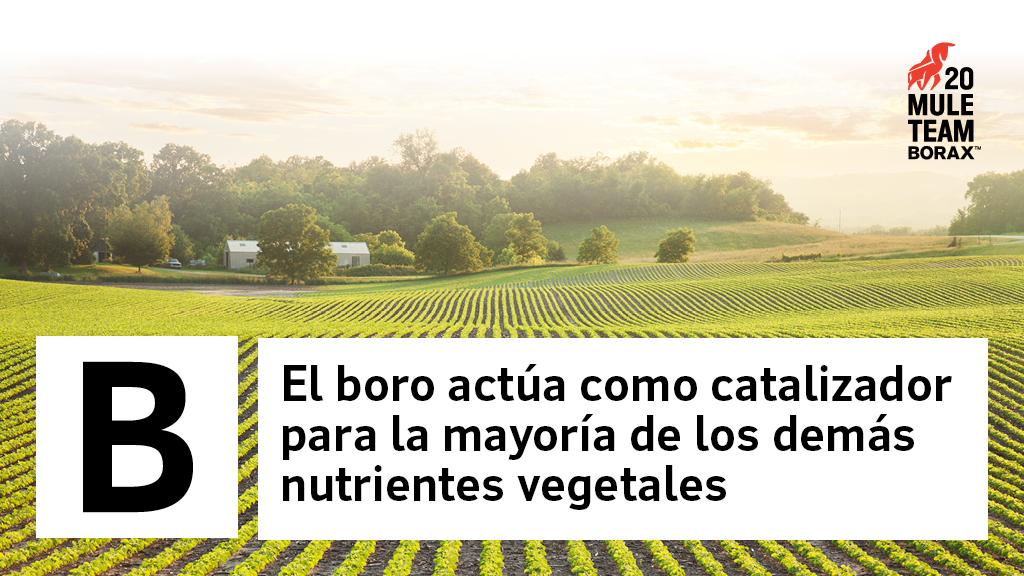 Infografia: El boro actúa como catalizador para la mayoría de los demás ...